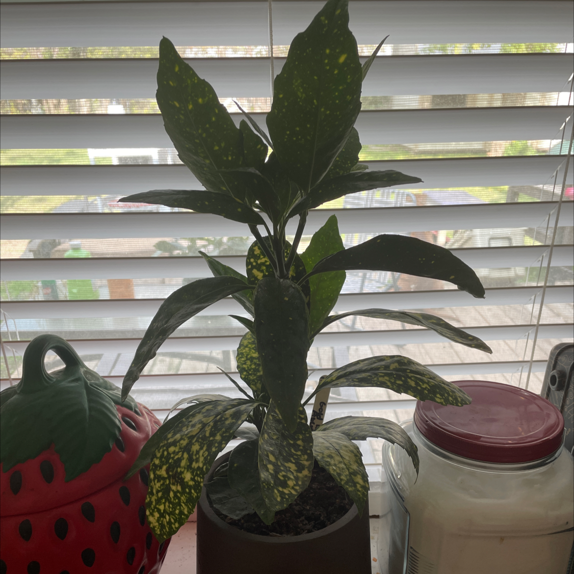 Why Are My Japanese Laurel Leaves Mushy?