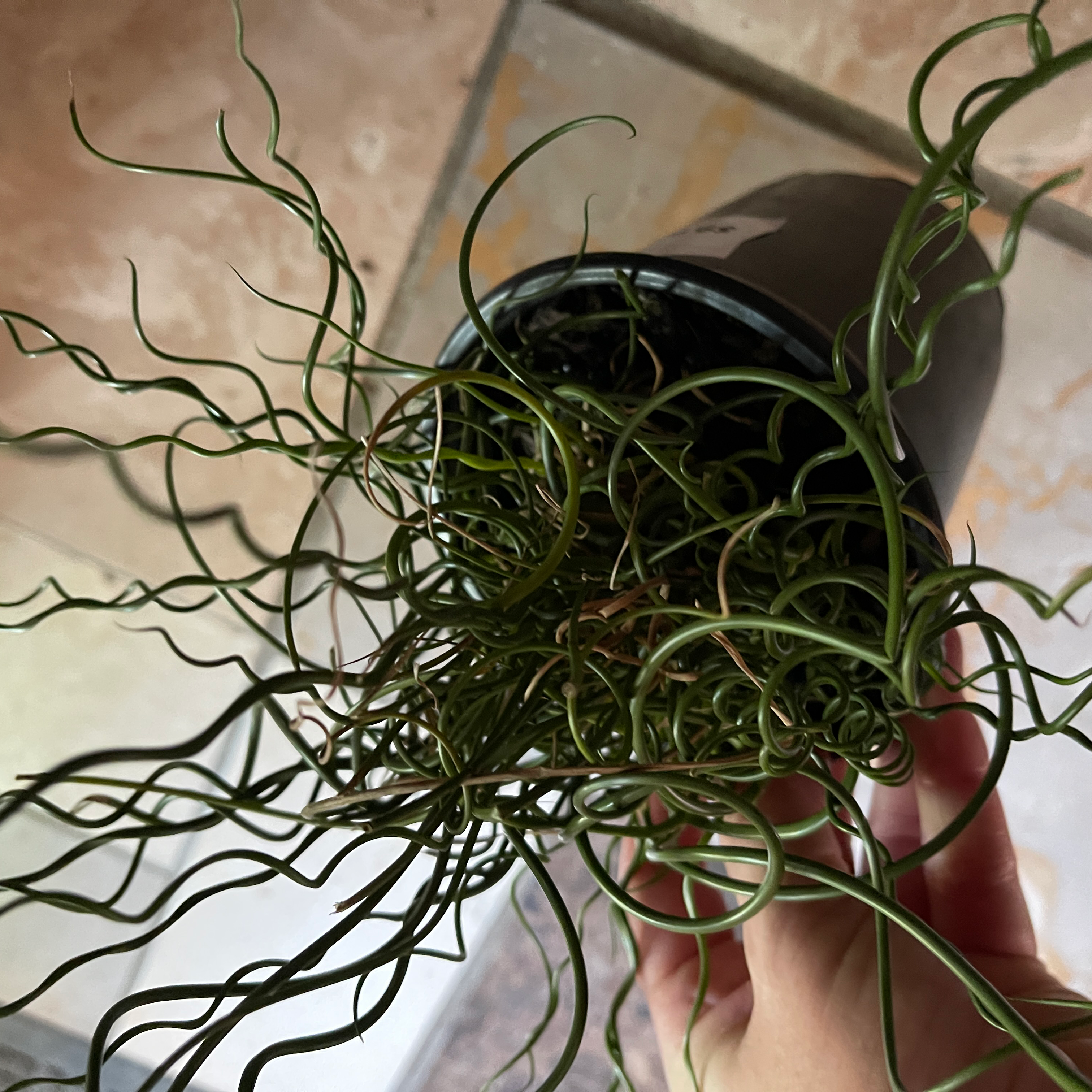 🍾 When and Where Should I Trim My Corkscrew Rush?