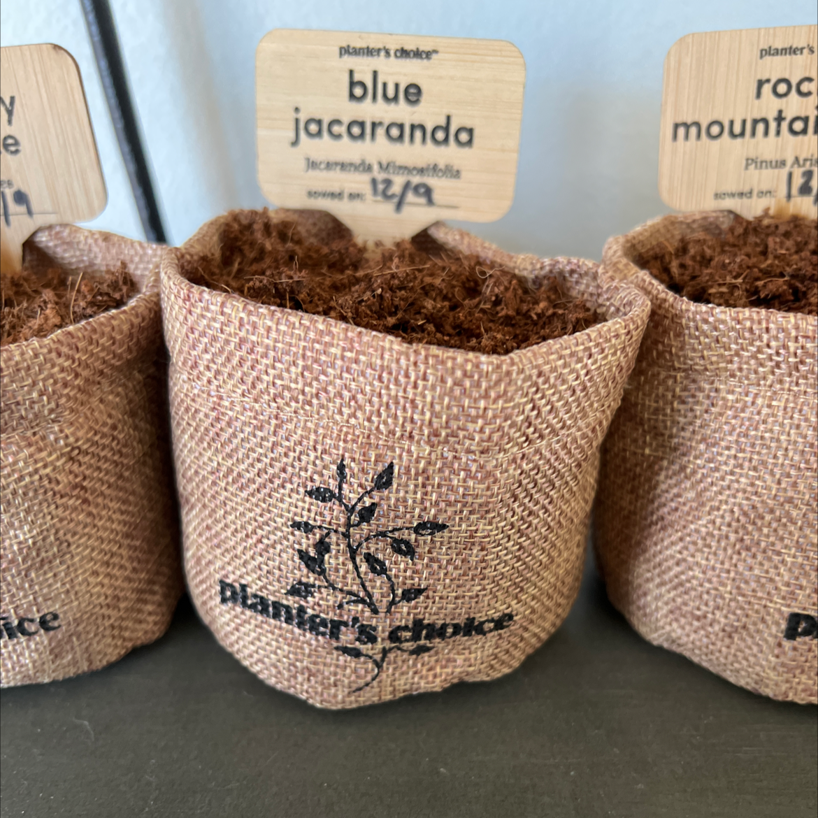 What Is A Good Temperature Range For My Jacaranda?