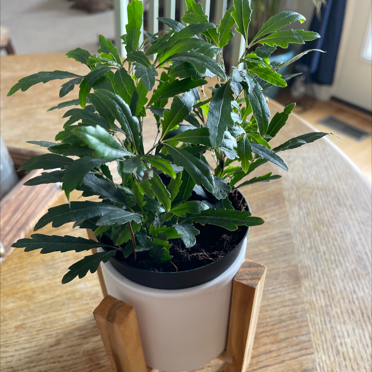 10 Benefits Of Having A False Aralia