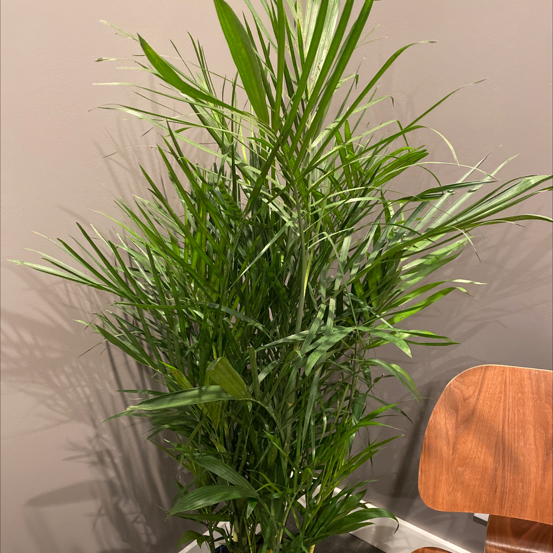 Why Are My Bamboo Palm Leaves Curling?