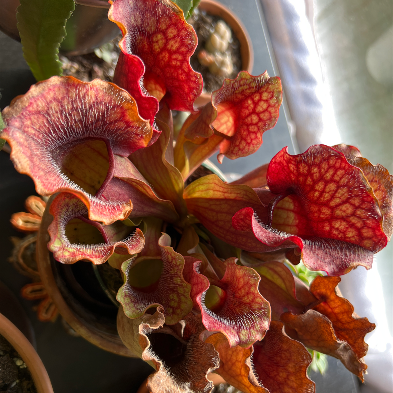 Propagating White Topped Pitcher Plant: The Ultimate Guide
