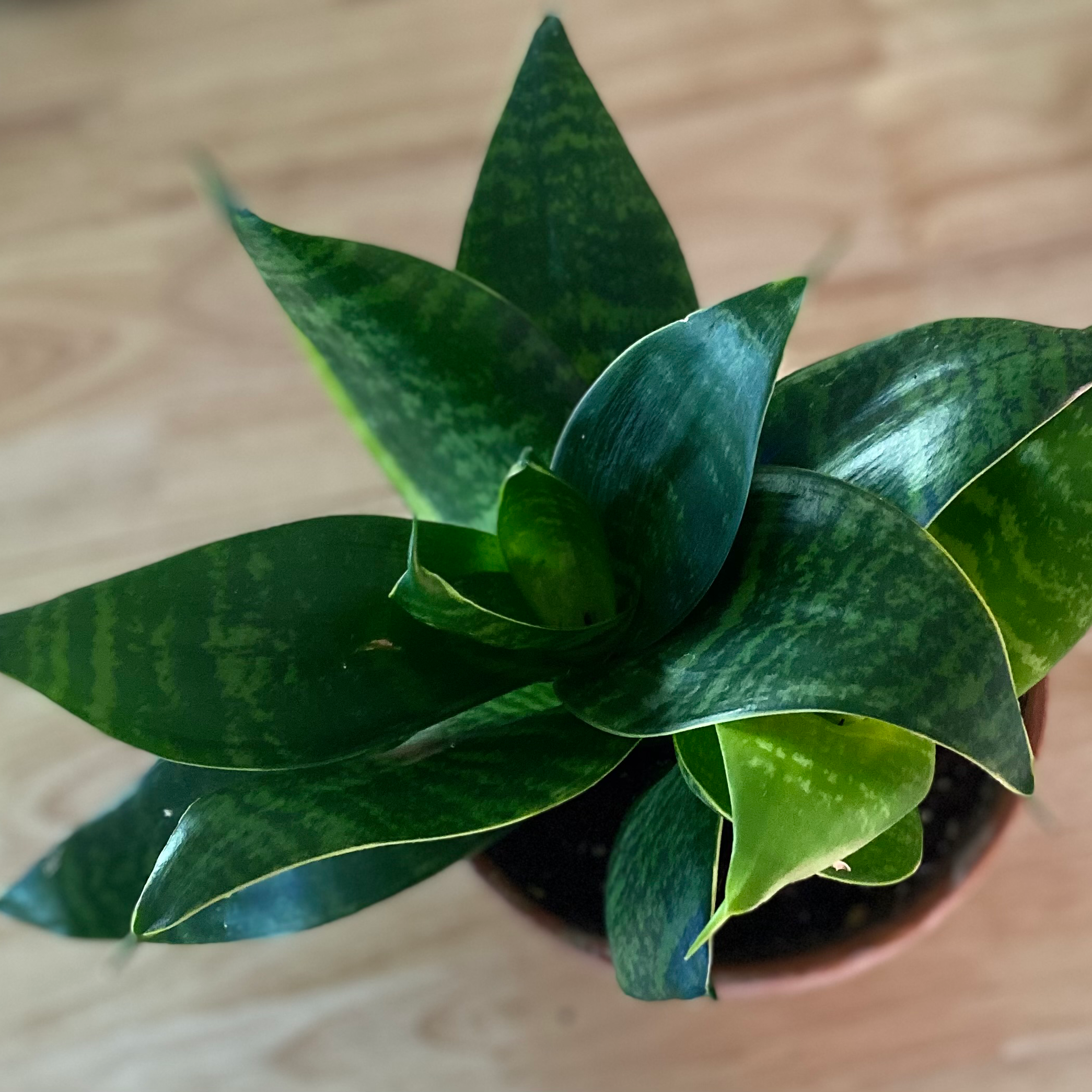 Black Spots on My Forest Star Snake Plant Leaves