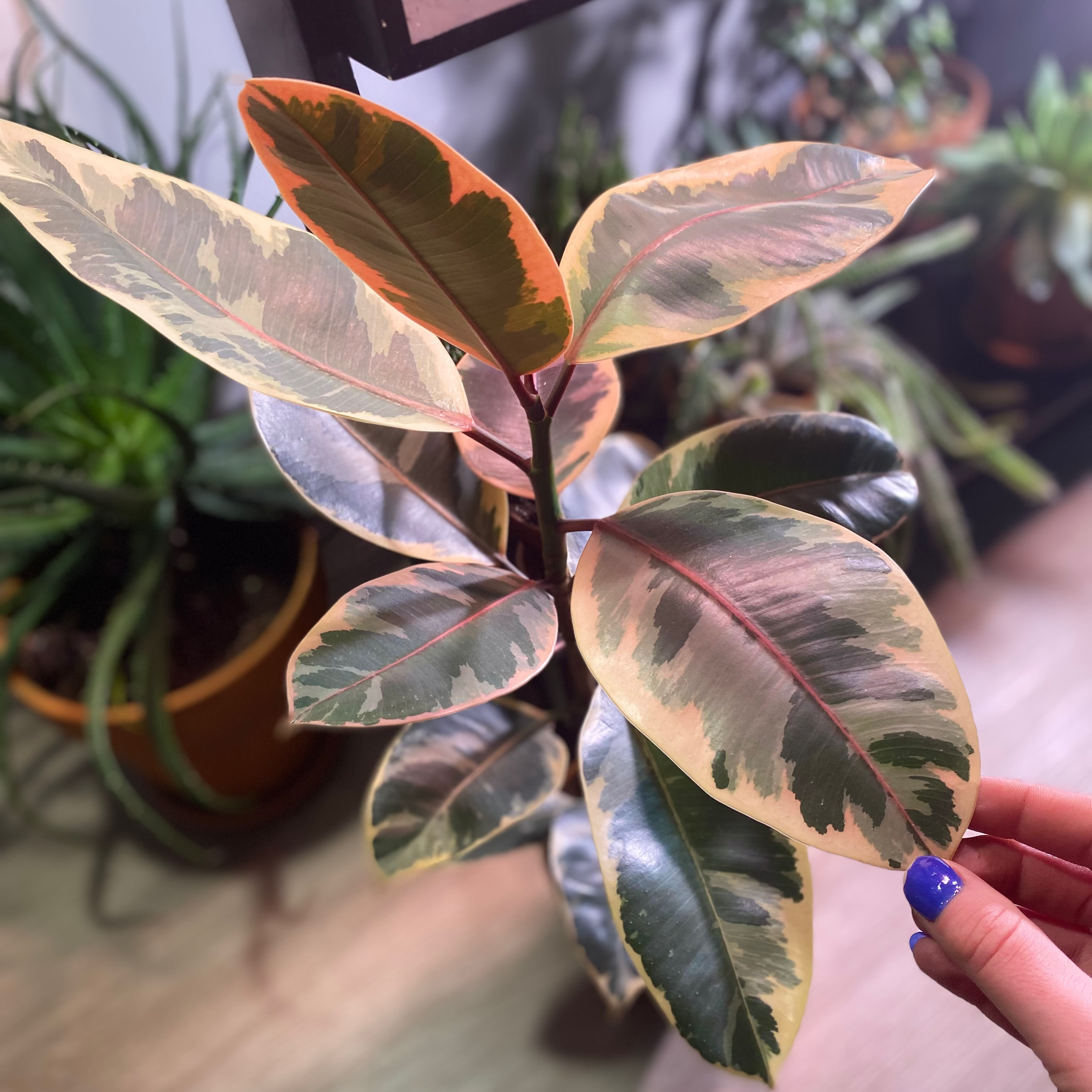 Ficus 'Ruby' Plant Care: Water, Light, Nutrients | Greg App 🌱