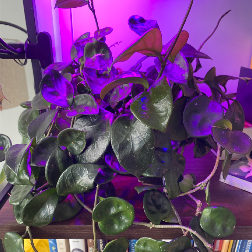 Chelsea Hoya Plant Care: Water, Light, Nutrients | Greg App 🌱