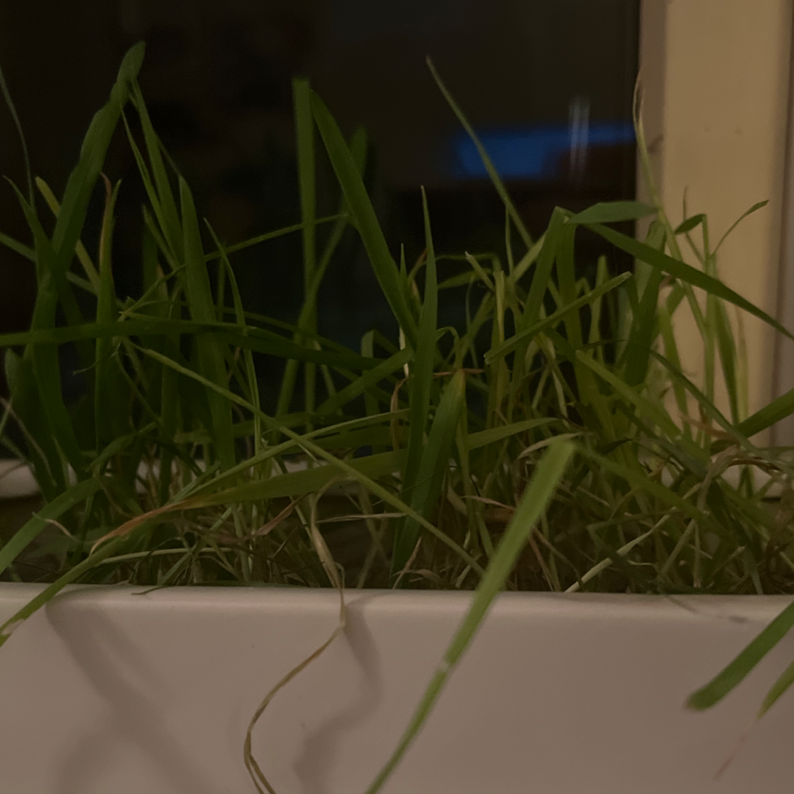 How Much Humidity Does My Wheat Need?