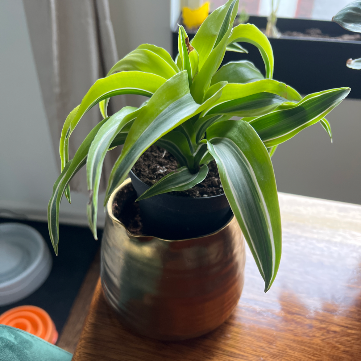 Black Spots on My Lemon Surprise Snake Plant Leaves