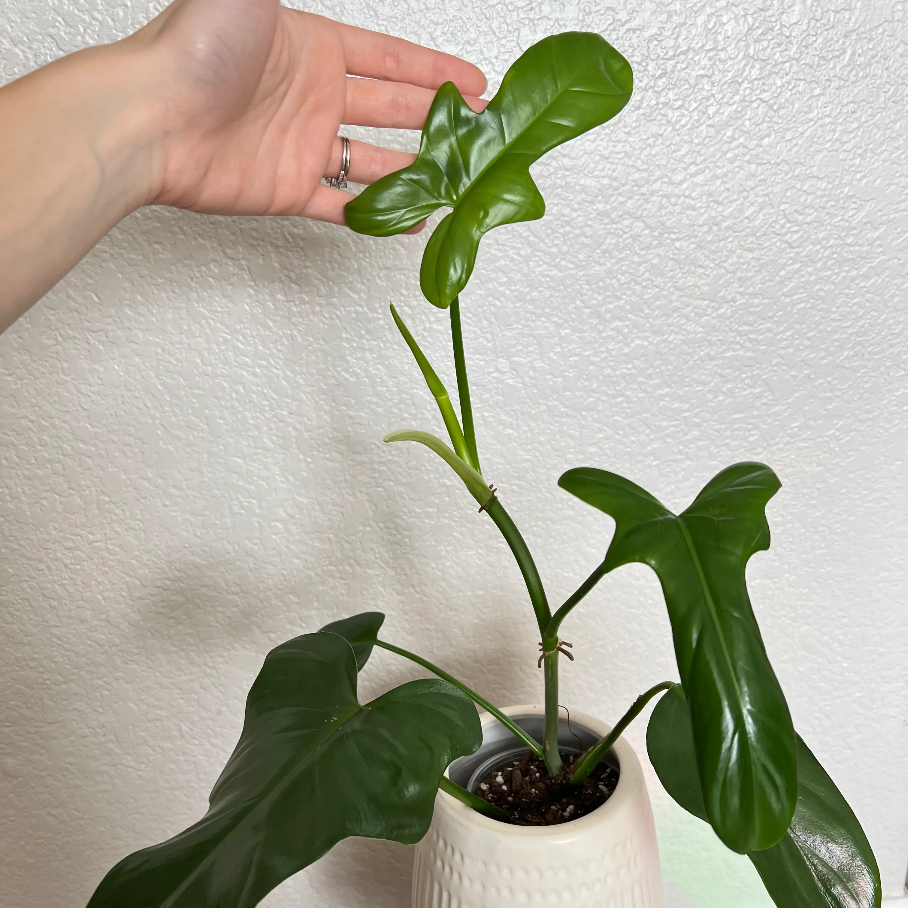 Best Soil for Philodendron panduriforme