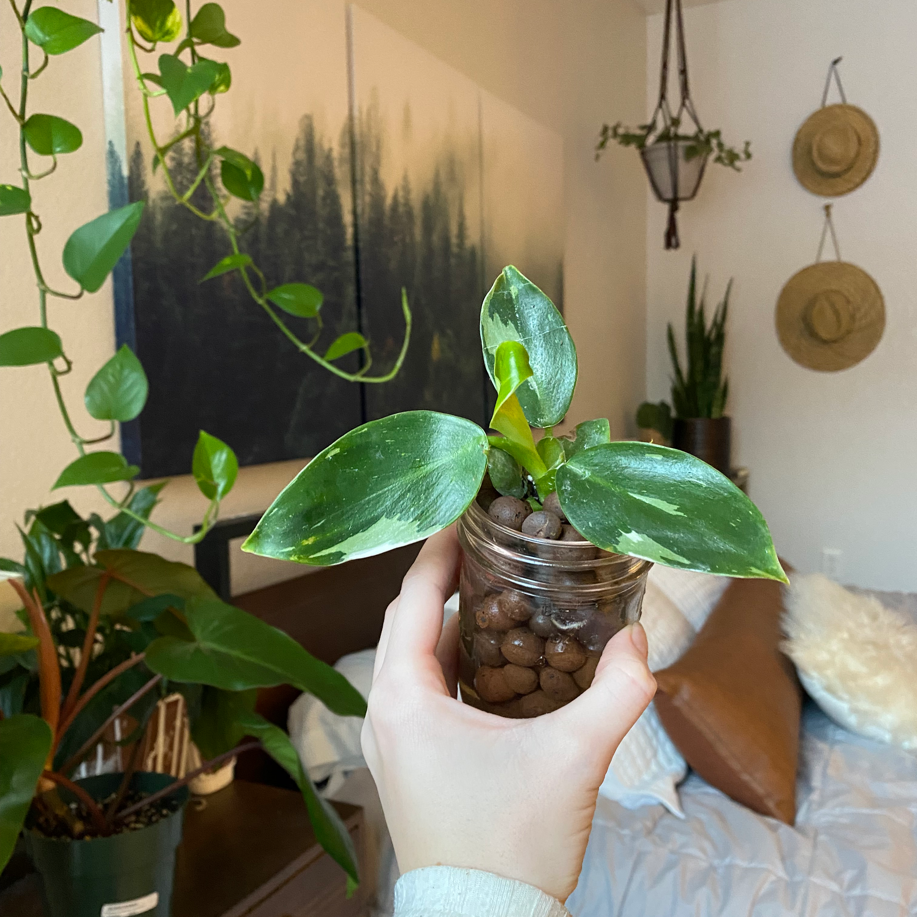 Black Spots on My Philodendron 'White Wizard' Leaves