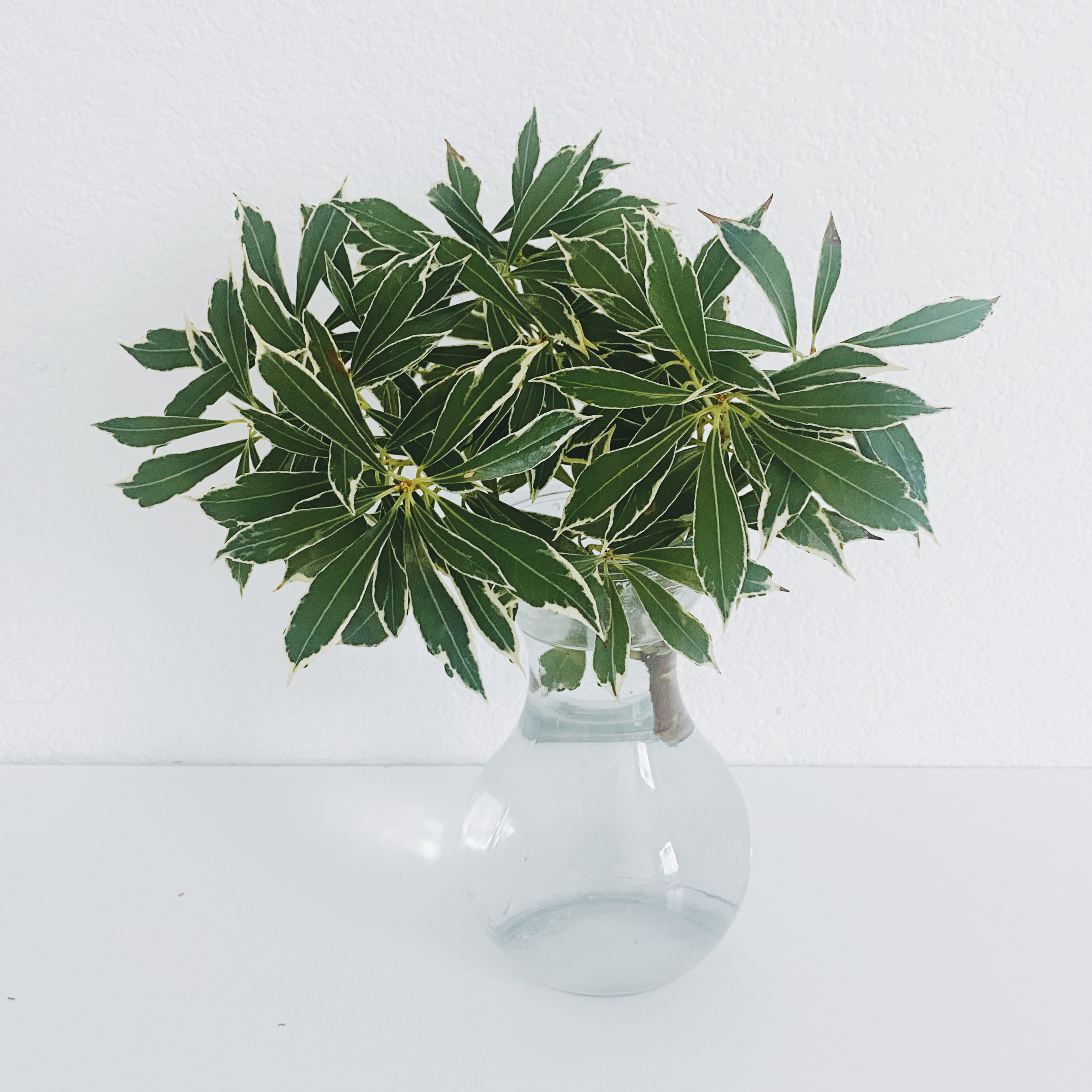 How Do I Propagate My Japanese Andromeda?