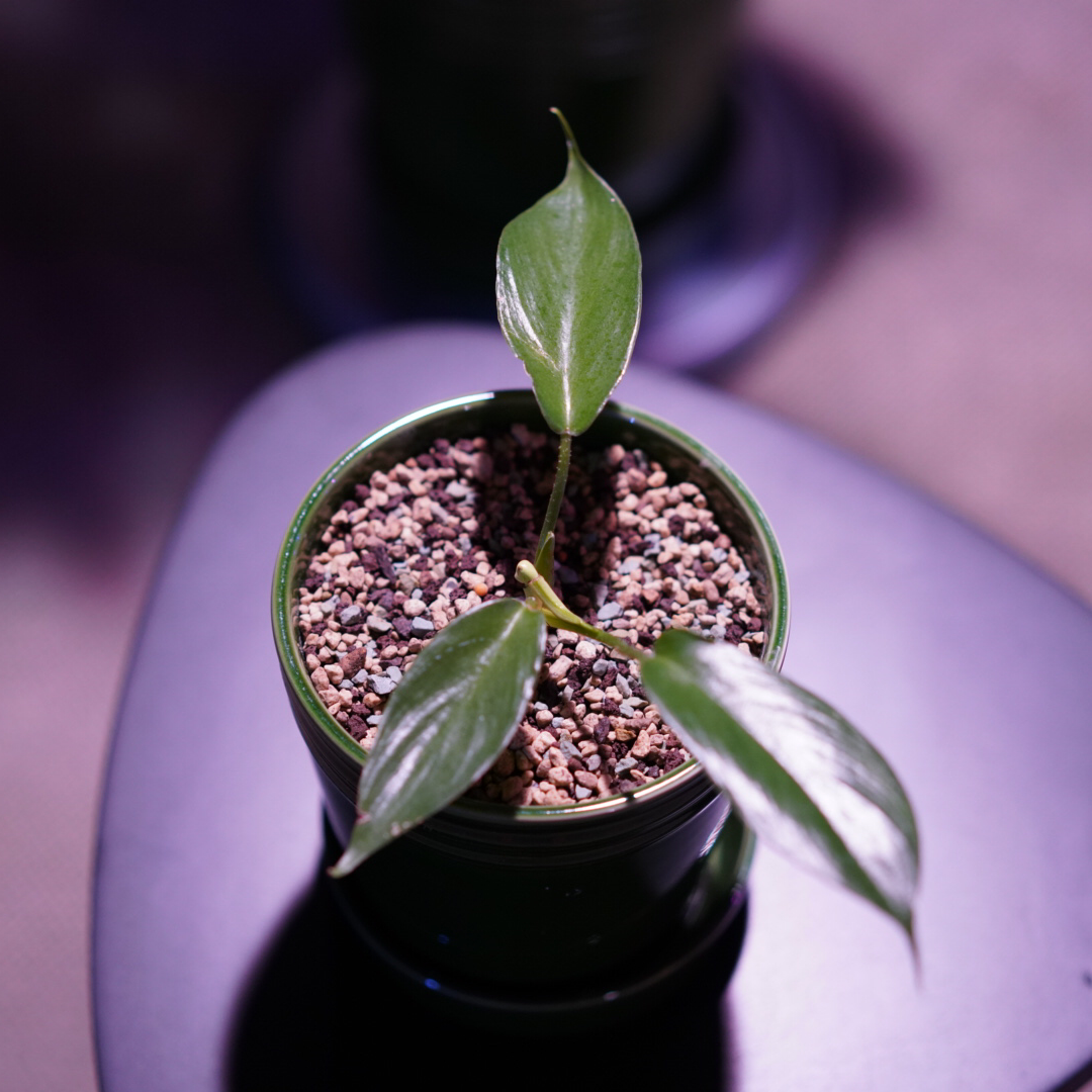 How and When Should I Cut Back My Hairy Philodendron?