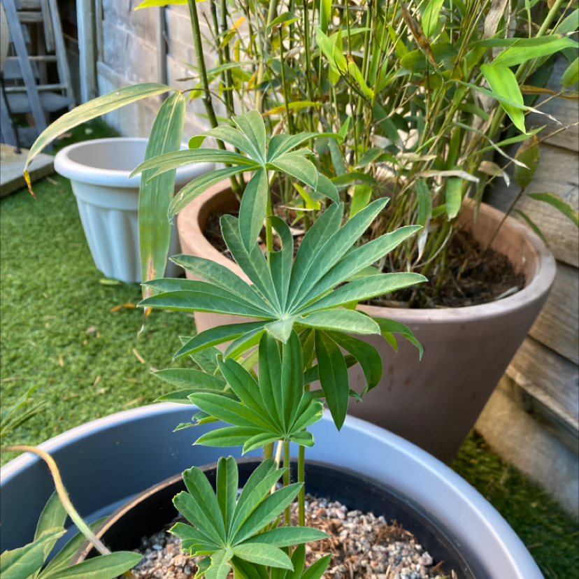 How and When Should I Cut Back My Big-Leaved Lupine?