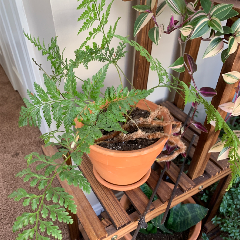 Rabbit's Foot Fern Plant Care: Water, Light, Nutrients | Greg App 🌱
