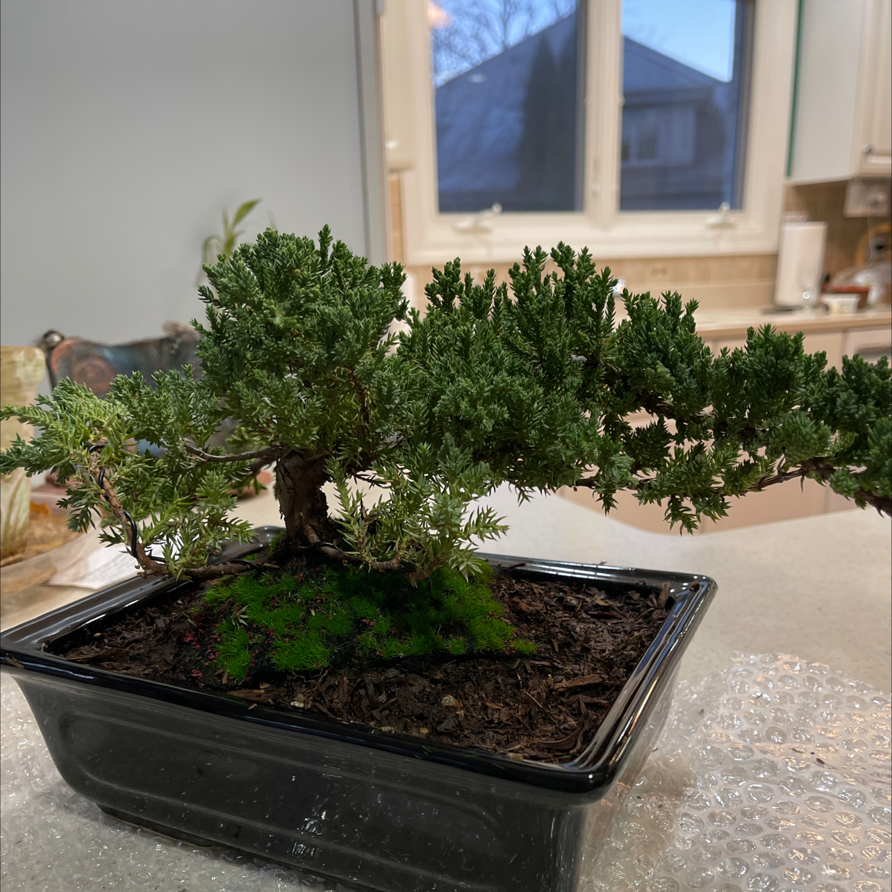 How Should Creeping Juniper Be Cut Back?