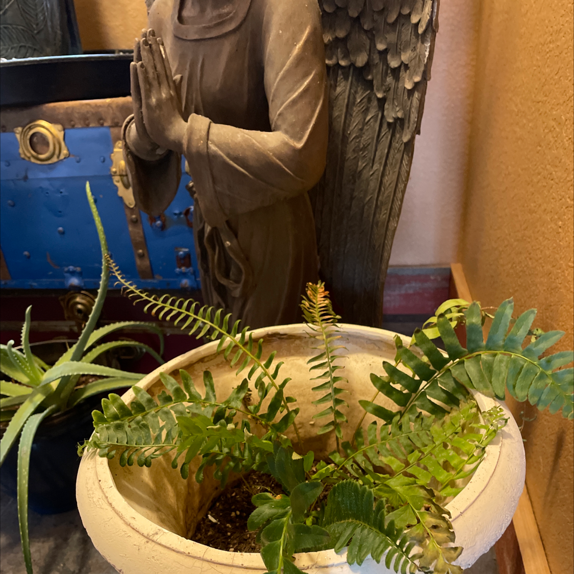 Symbolism and Benefits of the Christmas Fern