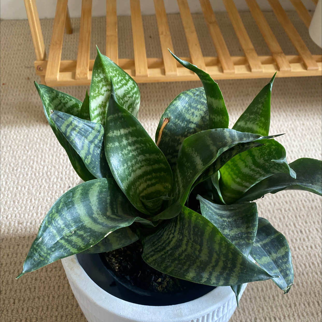 Why Are There Black Spots on My Jaboa Snake Plant Leaves?