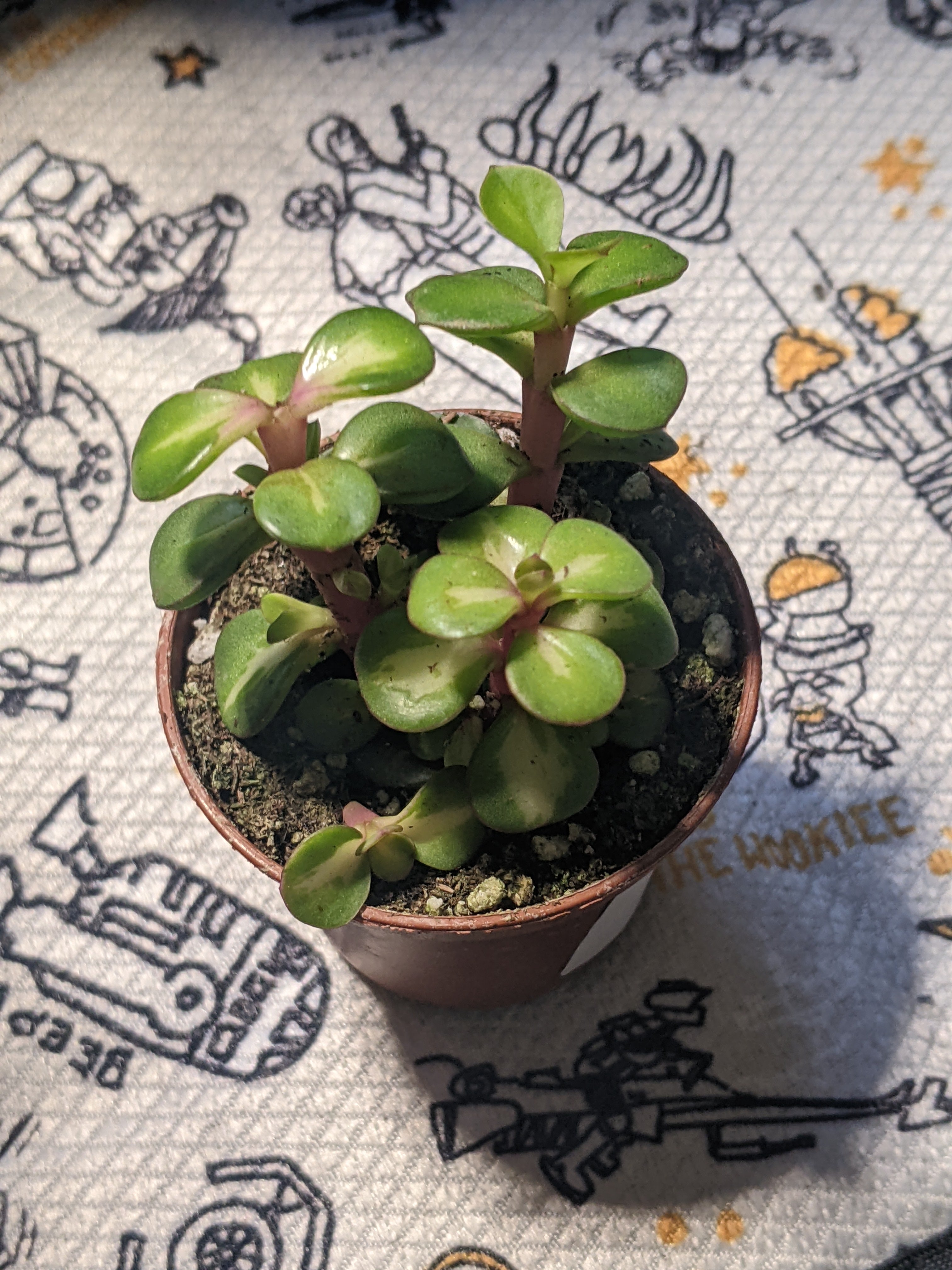 🐘 10 Benefits of Having a Rainbow Elephant Bush