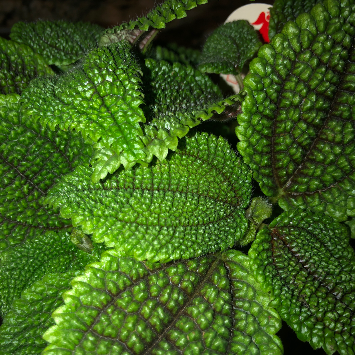 Netleaf Willow Plant Care: Water, Light, Nutrients | Greg App 🌱