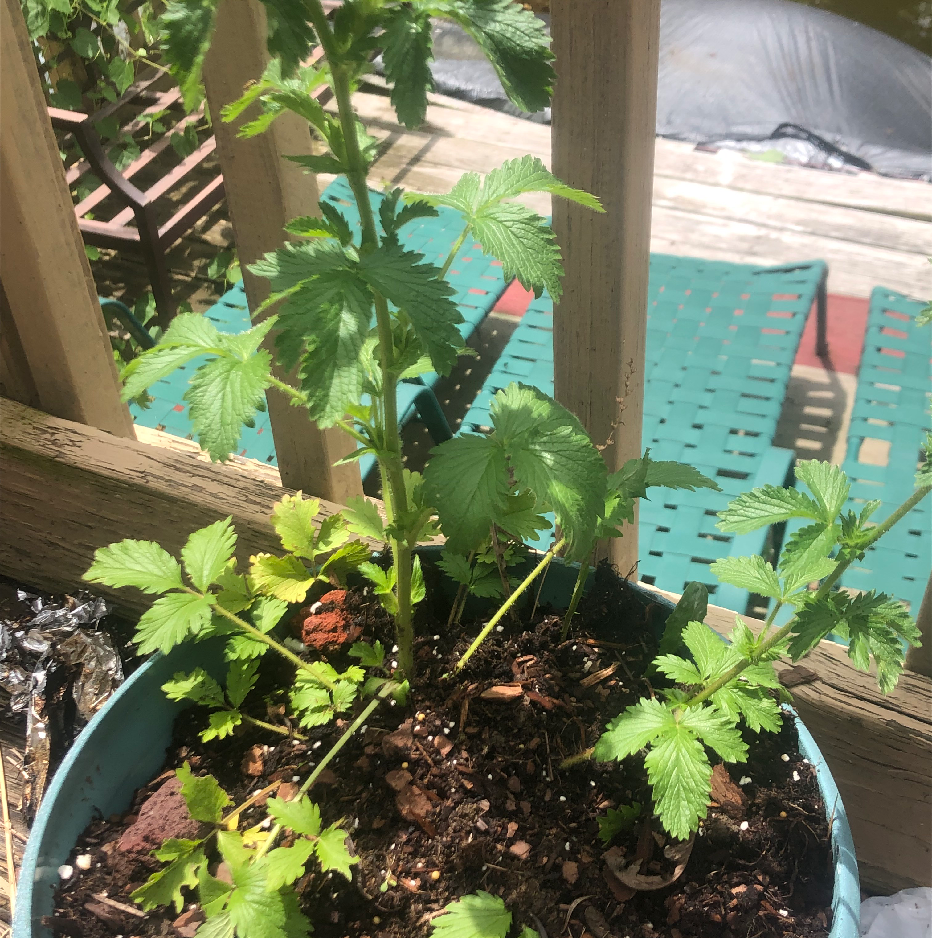 Common Nettle - Ultimate Guide to Fertilizing