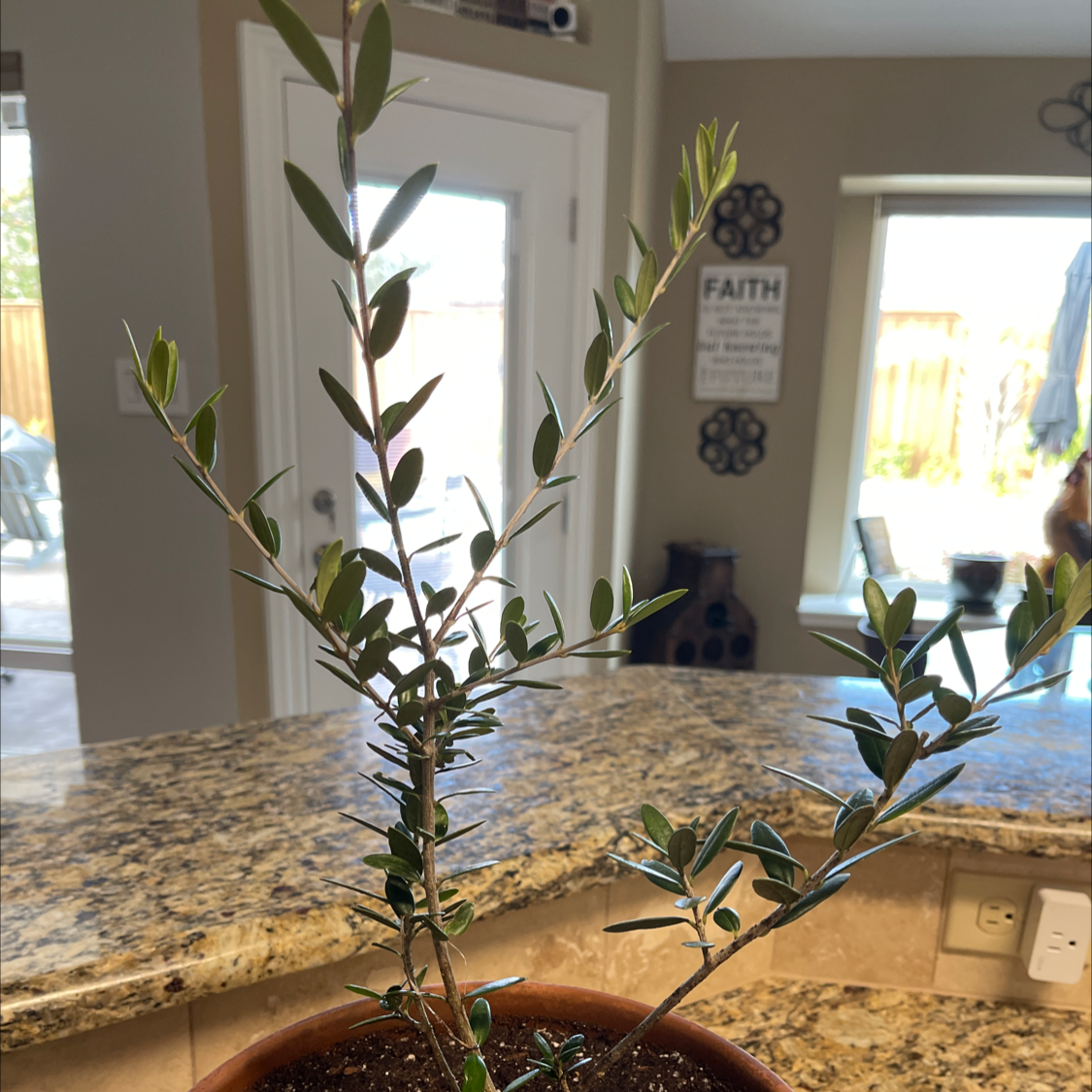 Why Are My Common Myrtle Leaves Falling Over?