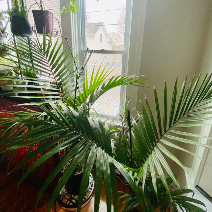 🐛 What To Do About Bugs on My Majesty Palm?