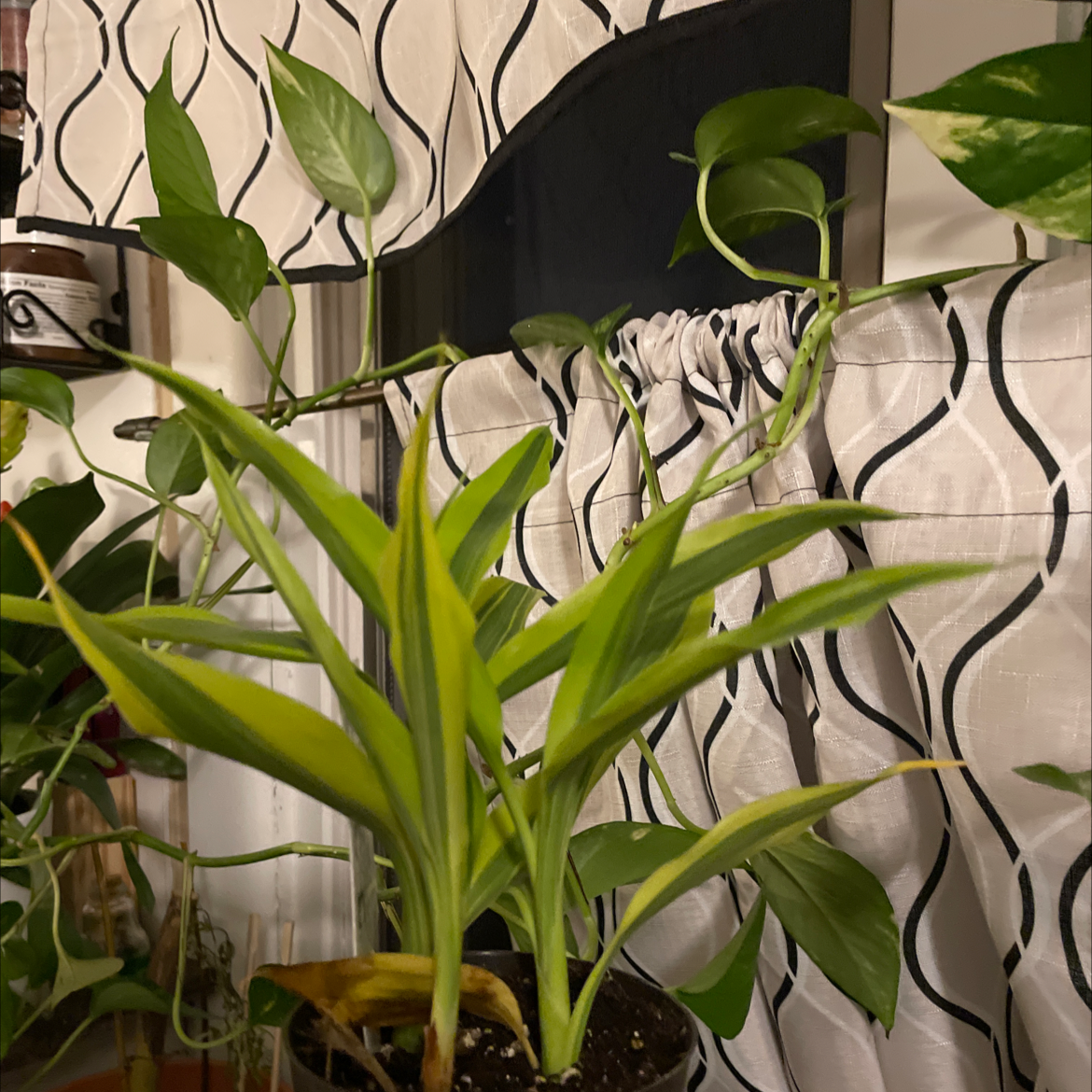 🍋 Why Are My Lemon Surprise Snake Plant Leaves Turning Yellow?