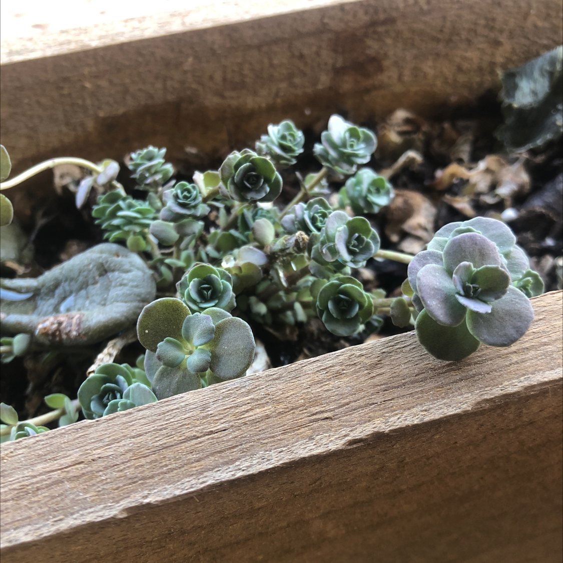 10 Benefits Of Having A Lavender Scallops