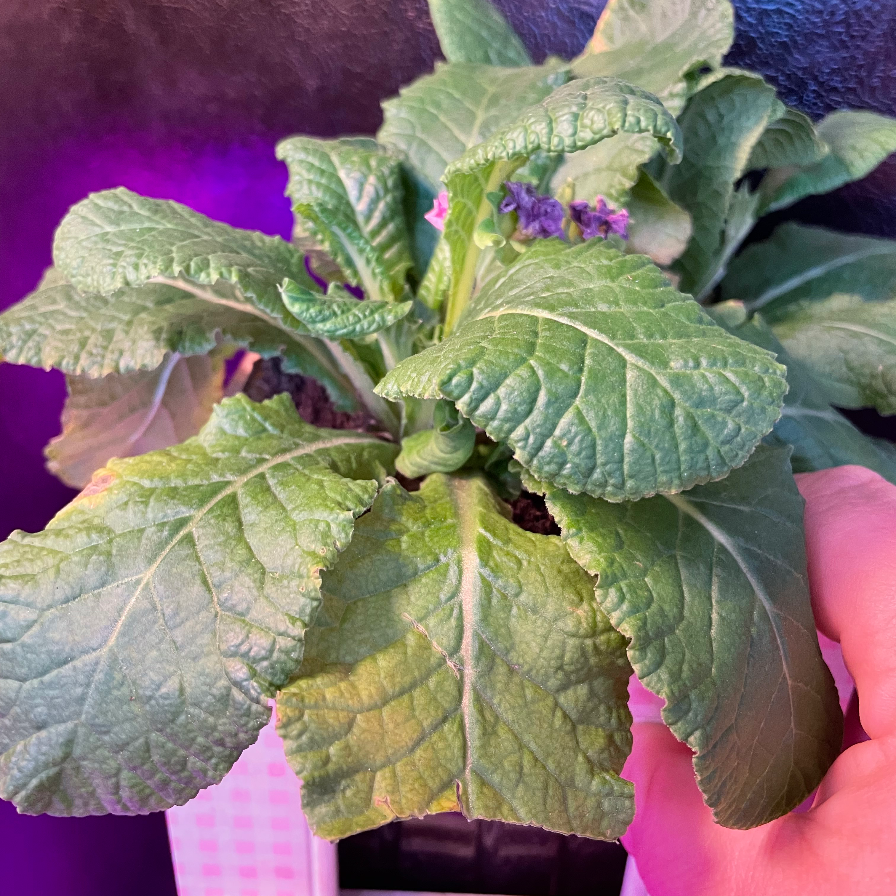 Light Requirements For My False African Violet by Season