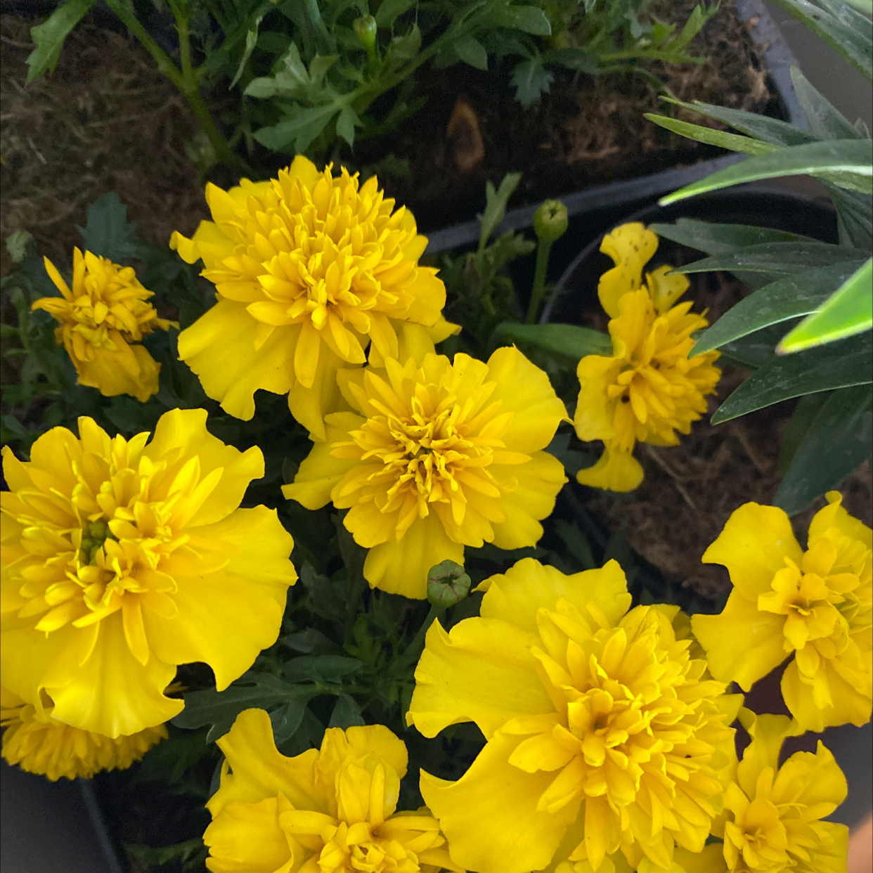 Black Spots on My Marigold Leaves