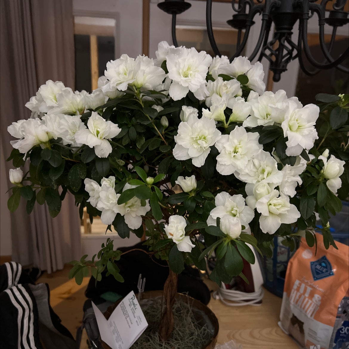 What Are The Bugs on My Rhododendron? 🐛