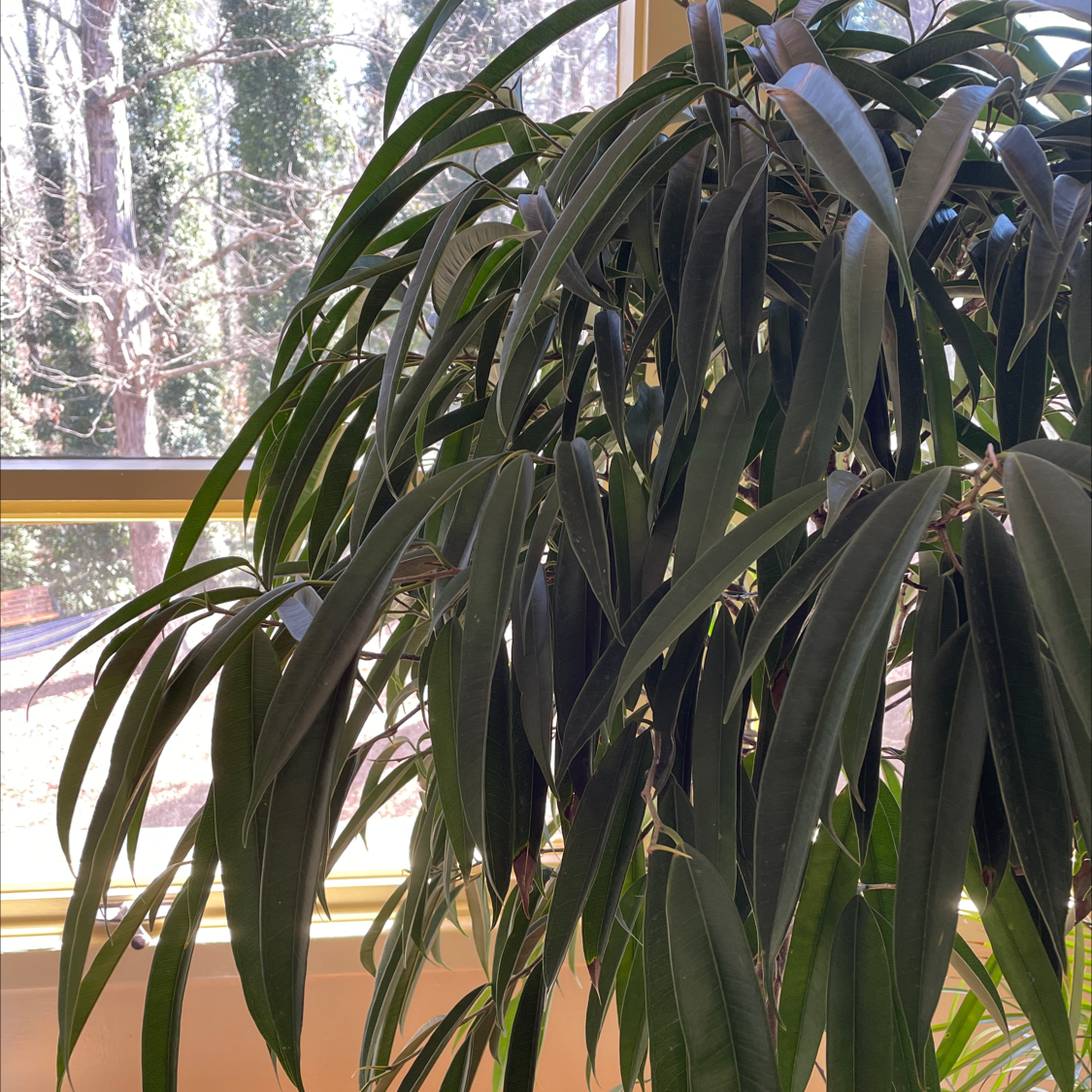 How to Get a Ficus Alii to Bloom