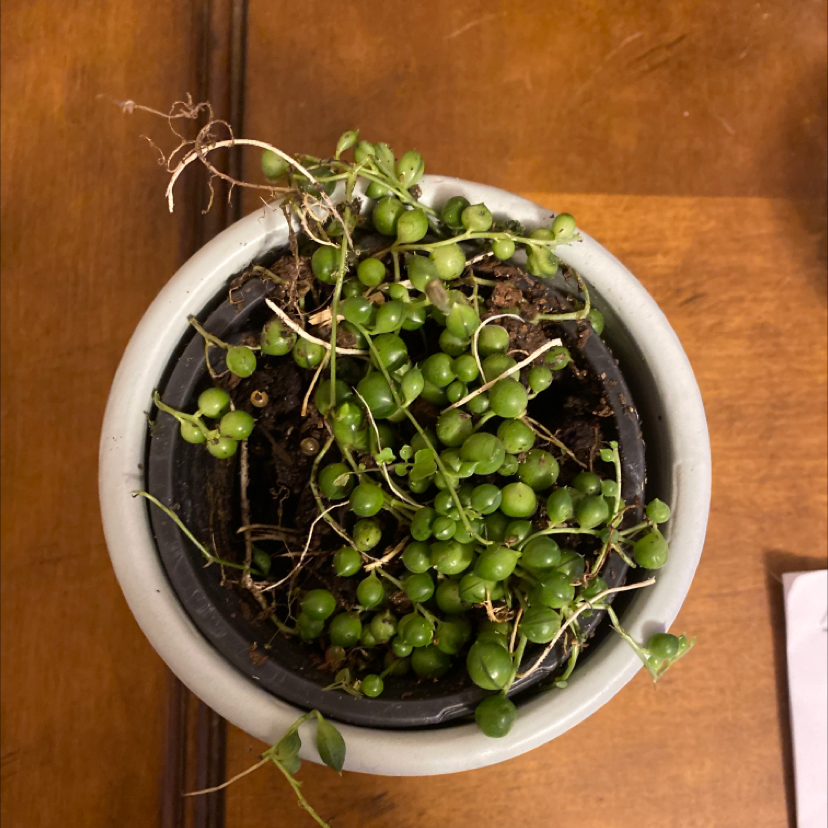 Miley | A plant by @HeroineFeijoa on Greg