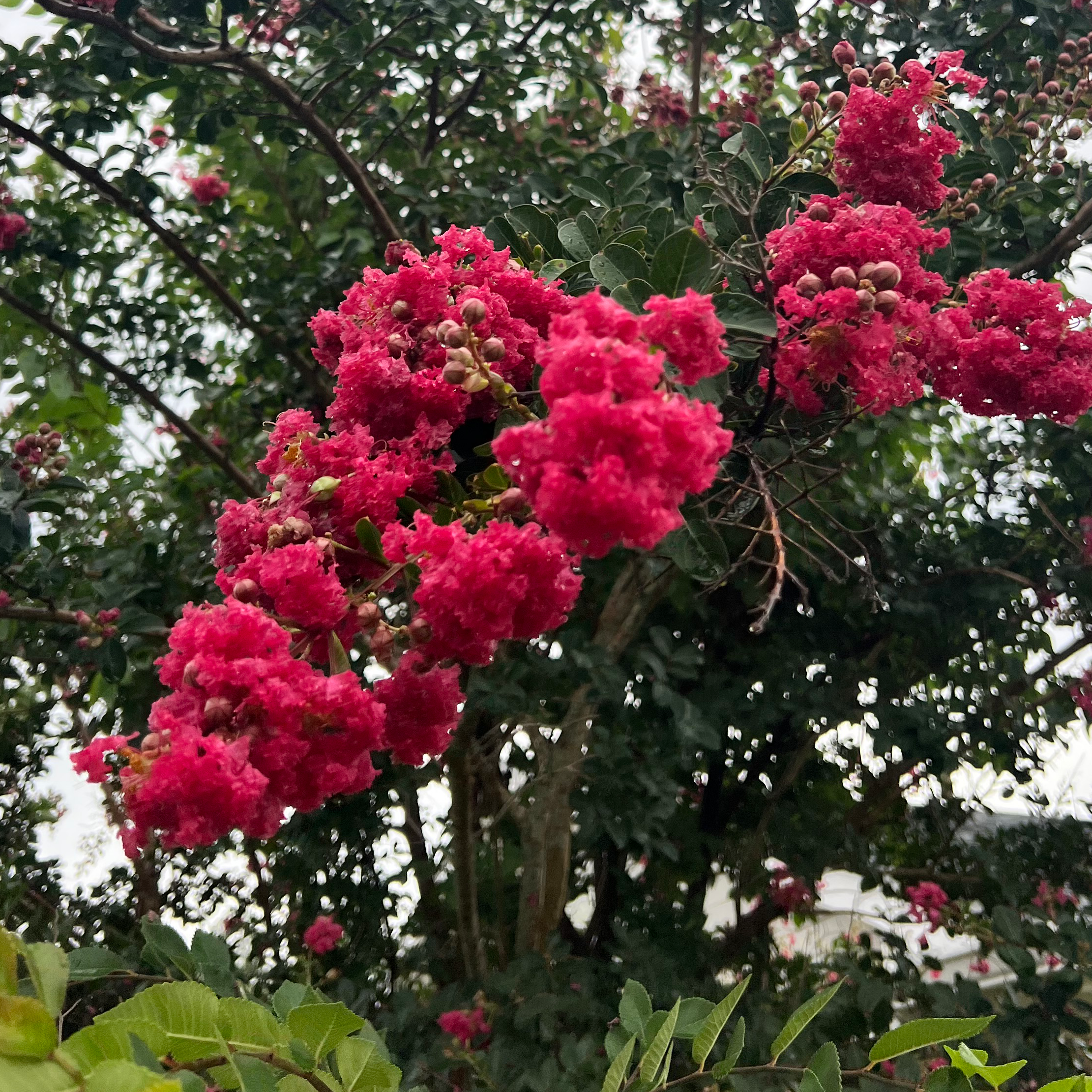 Propagating Your Cape Myrtle: Step-by-Step Guide