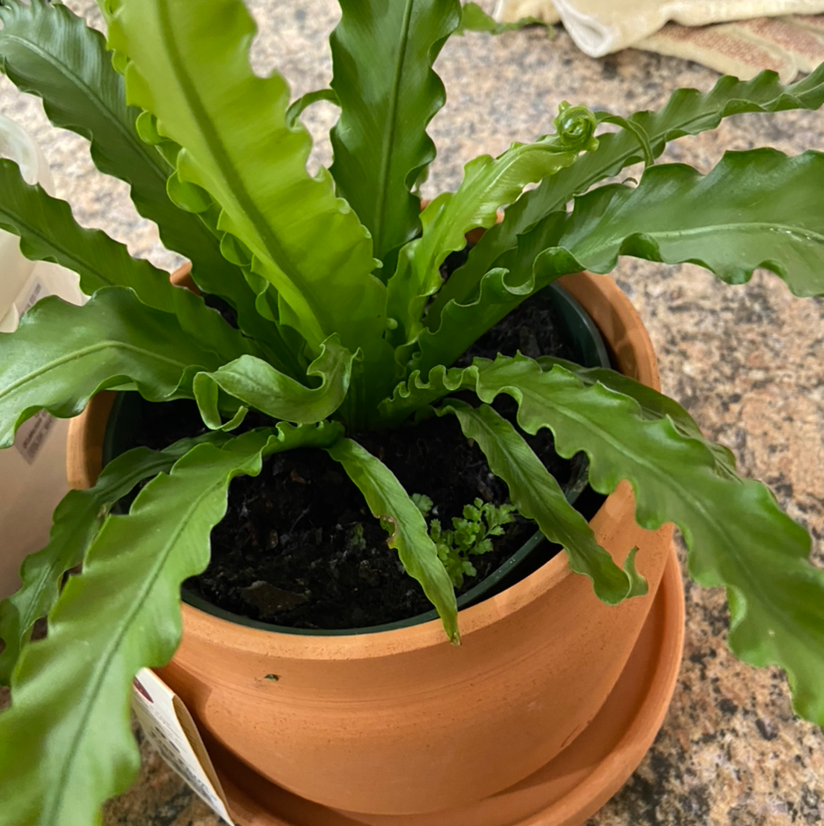 Best Soil for Crispy Wave Fern