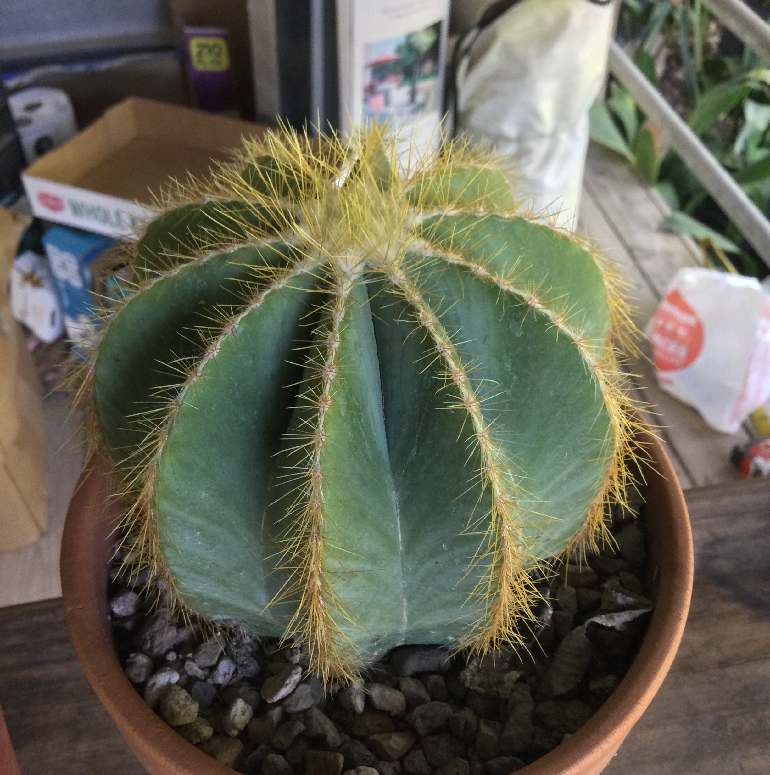 Black Spots on My Balloon Cactus Leaves