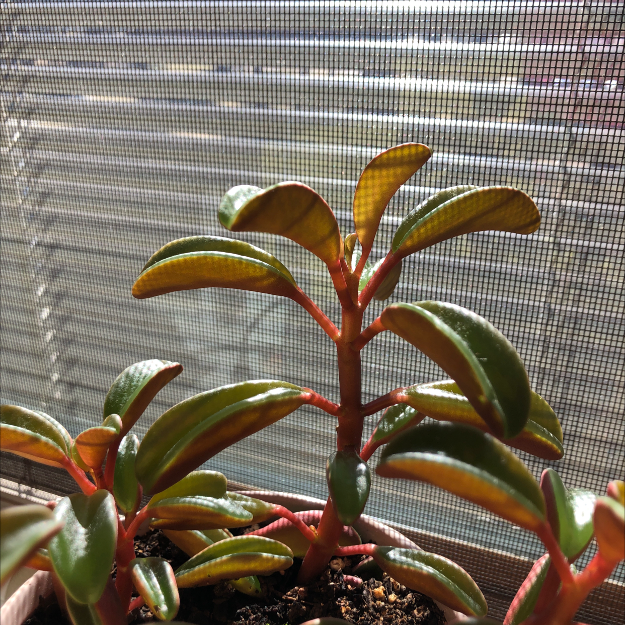 10 Advantages of Having a Peperomia graveolens 'Ruby Glow'