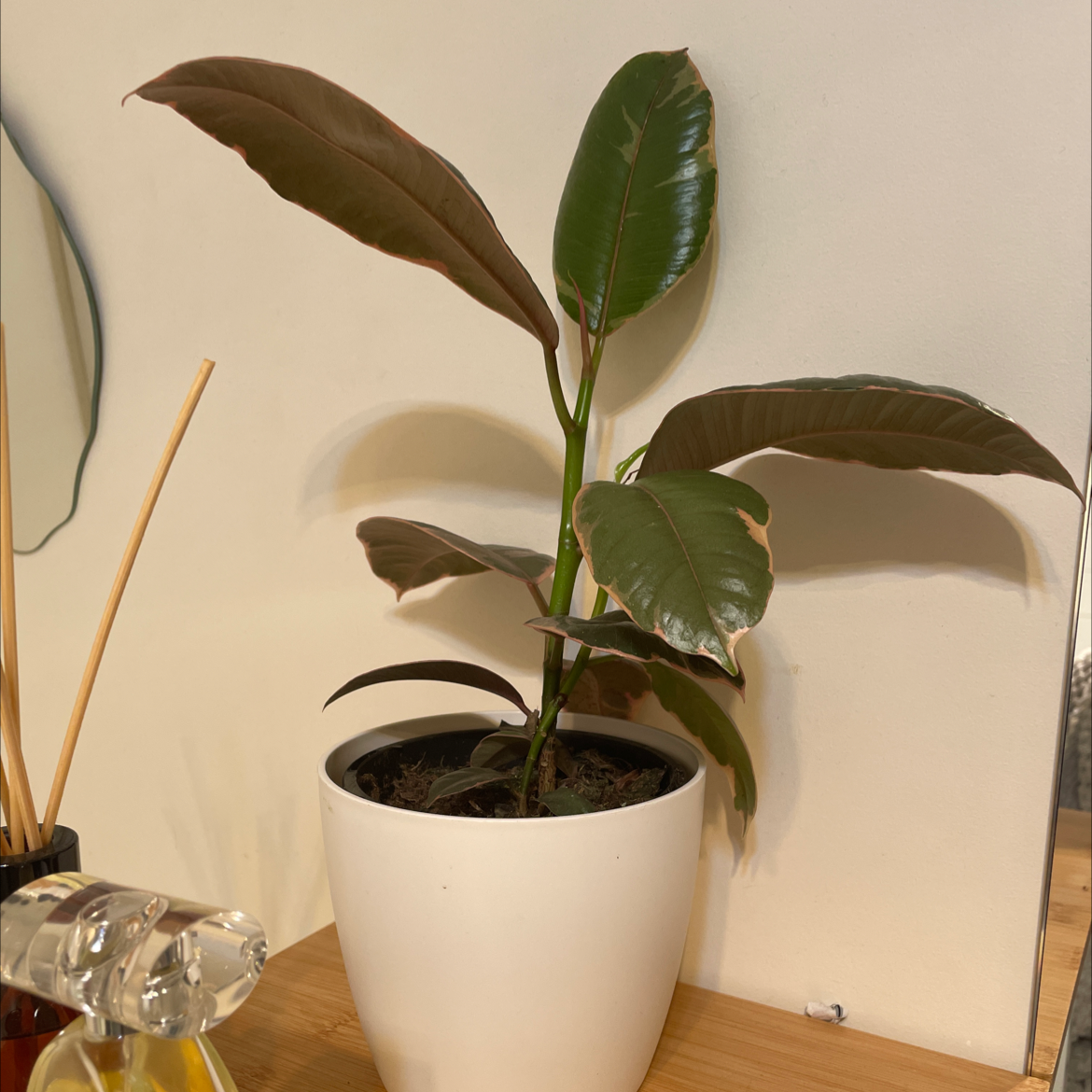 Cleopatra | A plant by @PatientHemlock on Greg