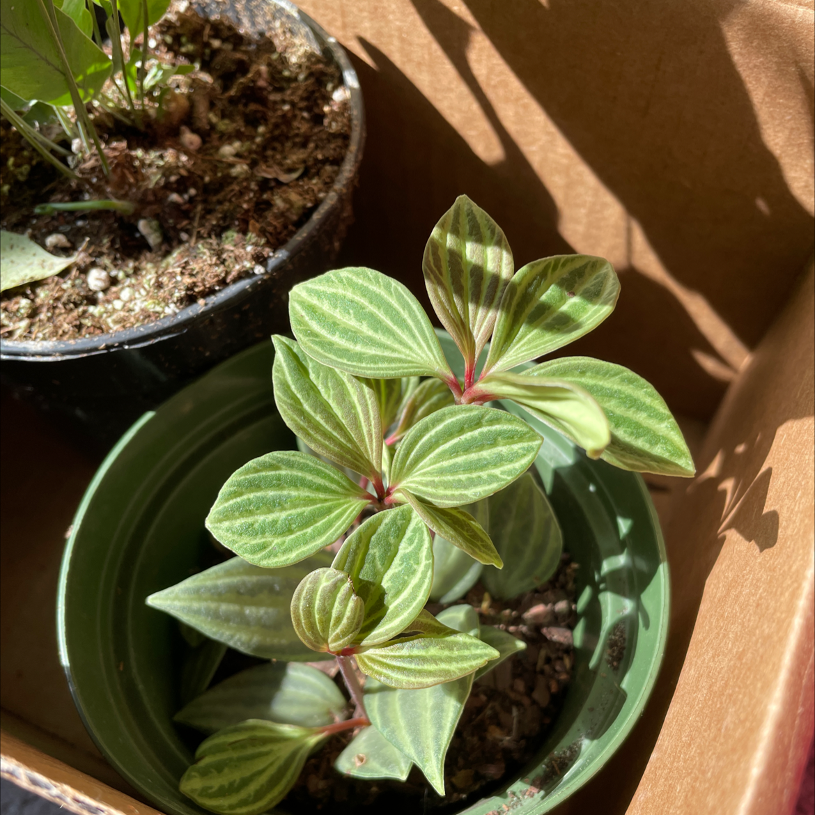 Peri | A plant by @court_stiehl on Greg