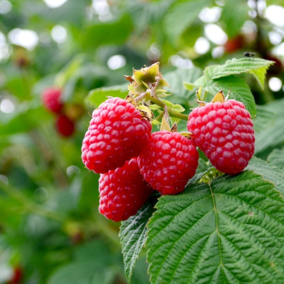 🍇 Symbolism and Benefits of the European Red Raspberry