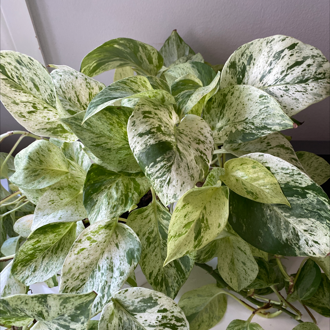 Propagating Snow Queen Pothos: The Ultimate Guide
