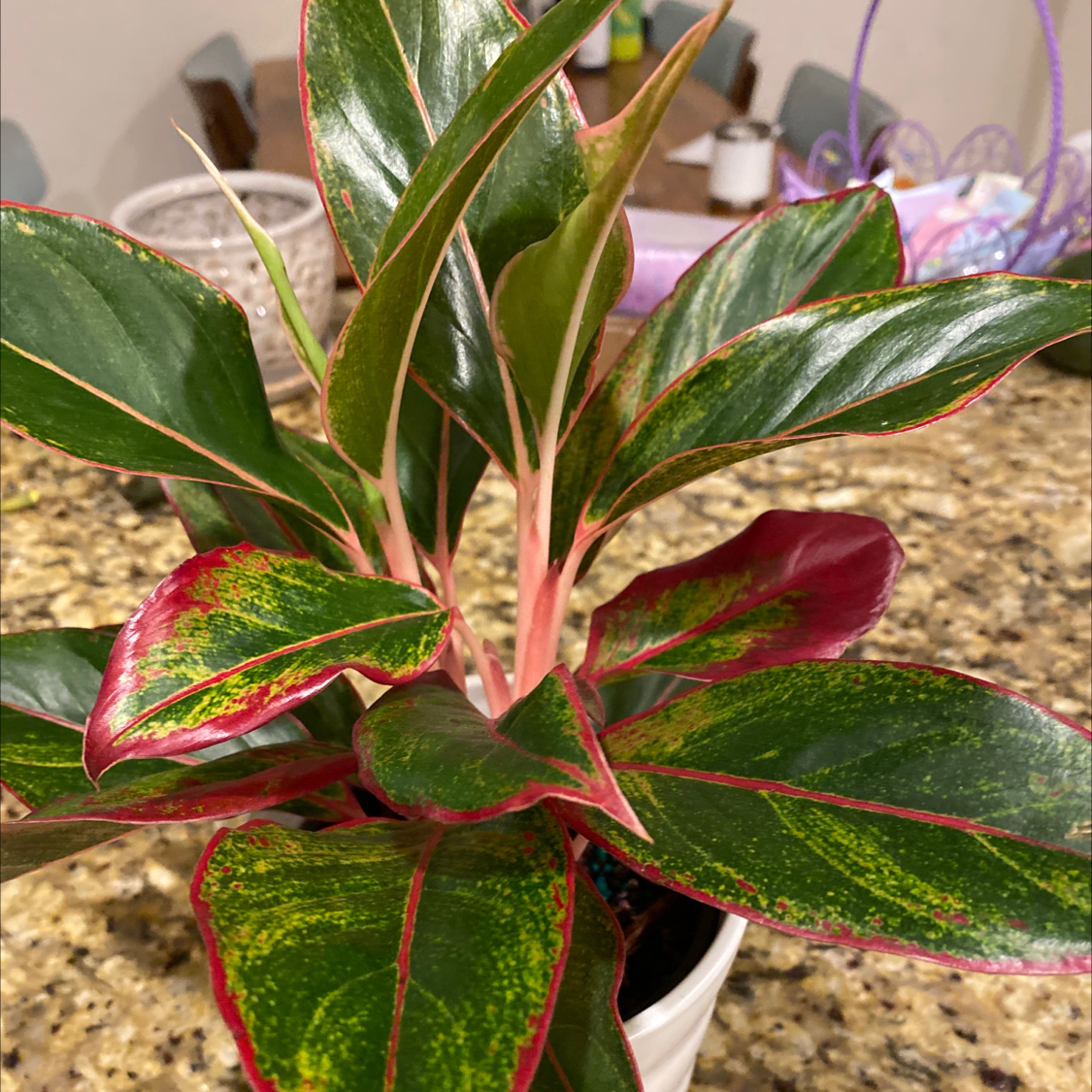 Black Spots on My Red Siam Aurora Aglaonema Leaves