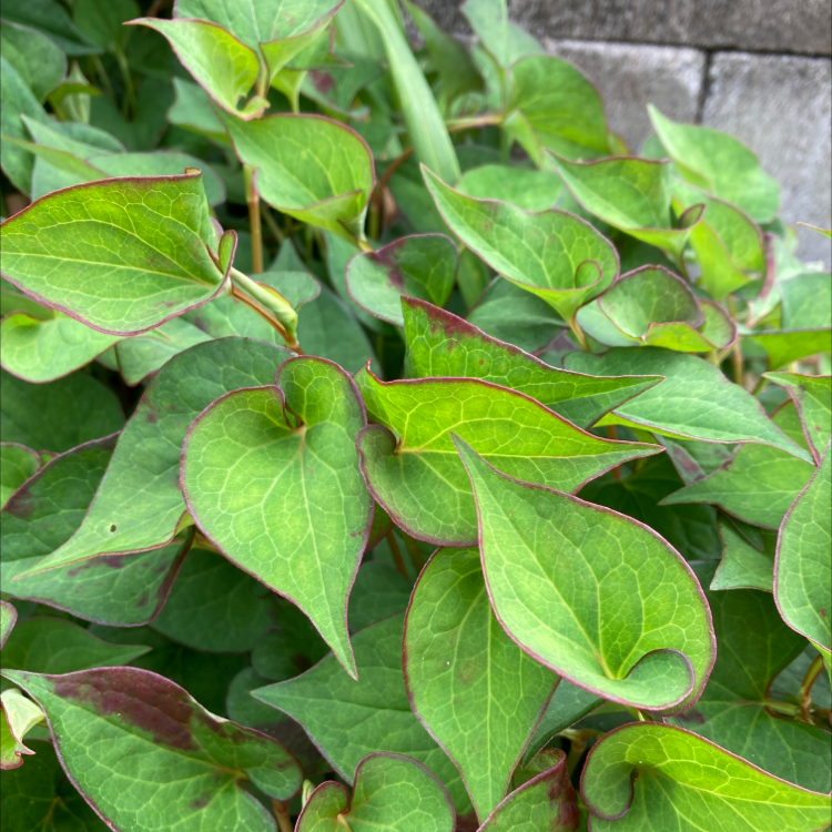 🐟 10 Benefits of Having a Fish Mint