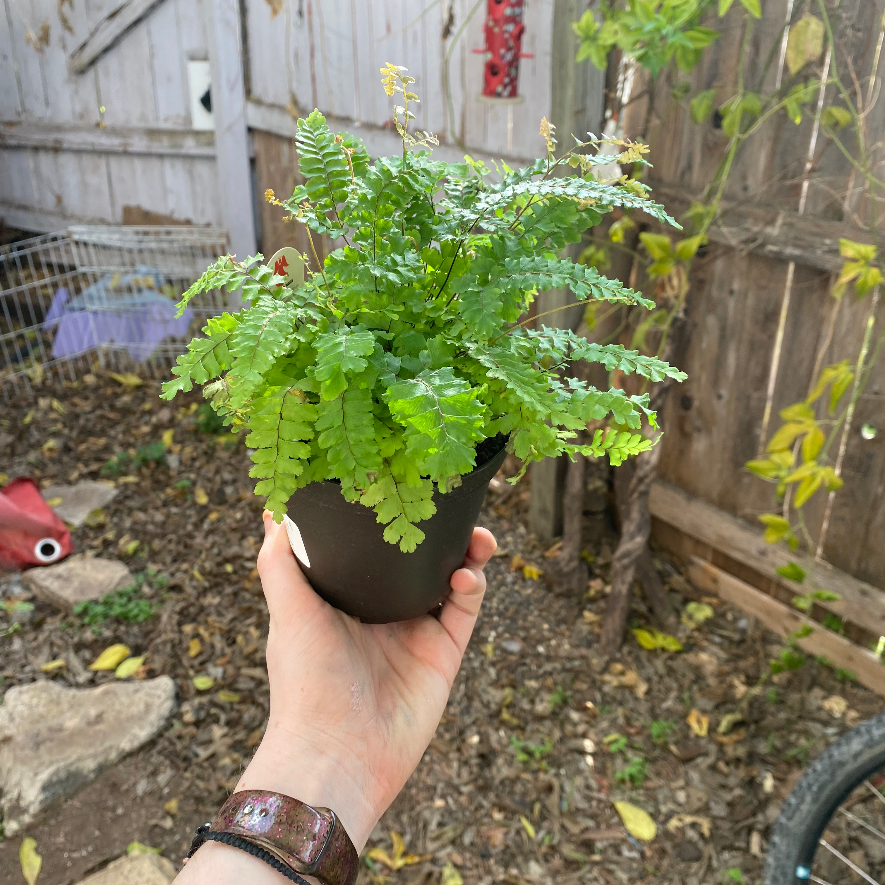 What Are The Bugs on My Northern Maidenhair Fern? 🐛