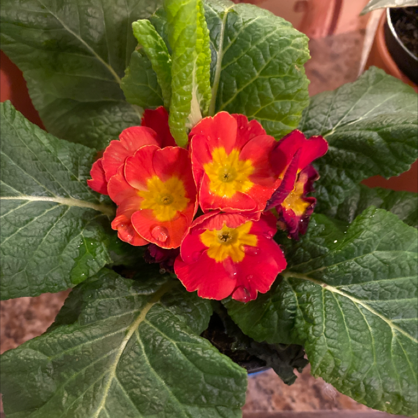 What Temperature Should My Common Primrose Be Kept At?