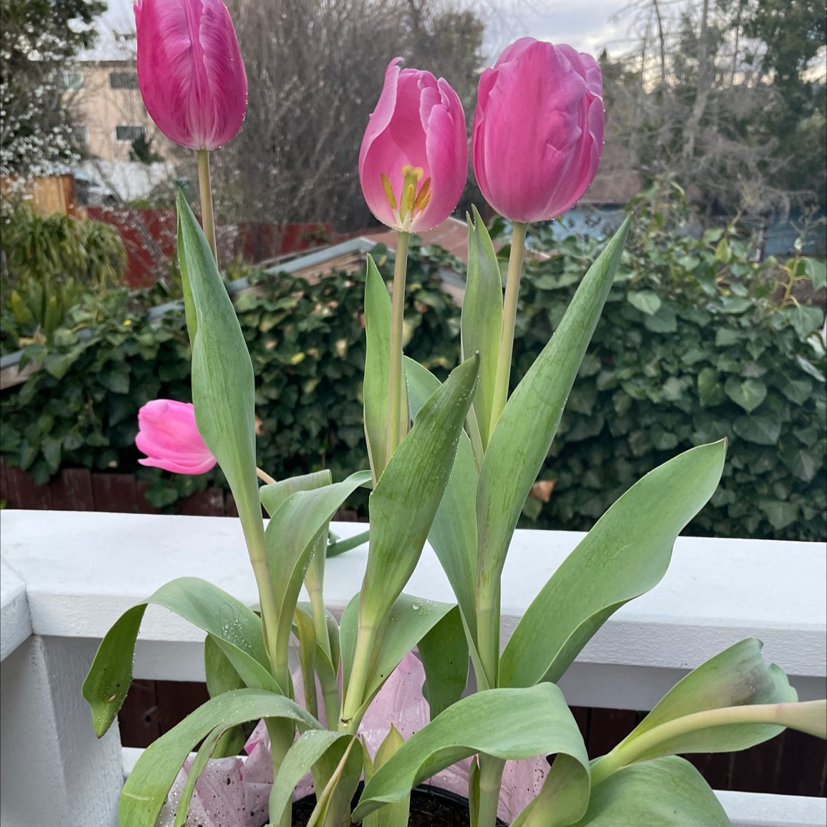 🌡 What Temperature Does My Garden Tulip Need?