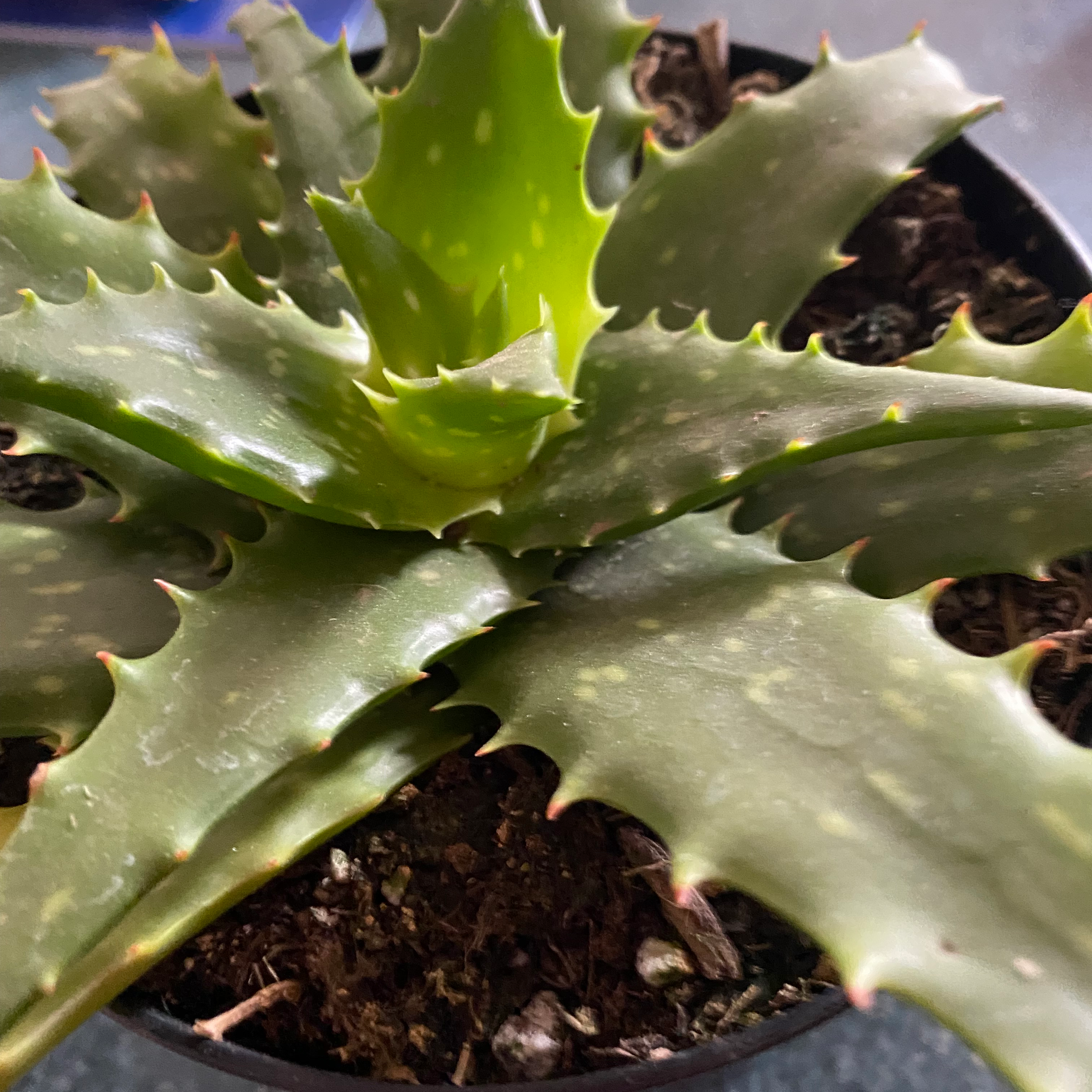 🩹 Why Are My Short-leaved Aloe Leaves Falling Over?