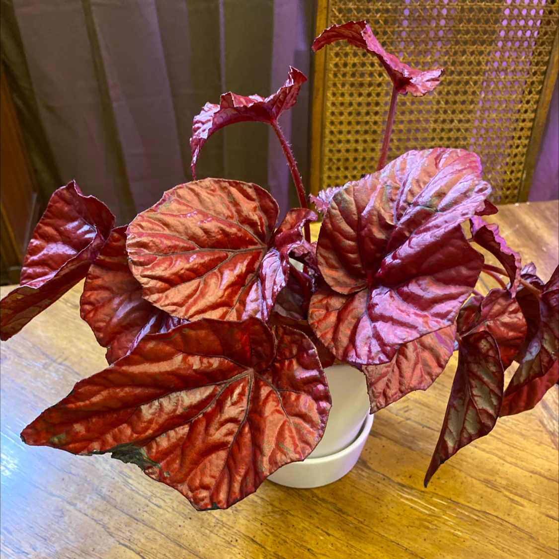 Redd Foxx | A plant by @Tloves2plant on Greg