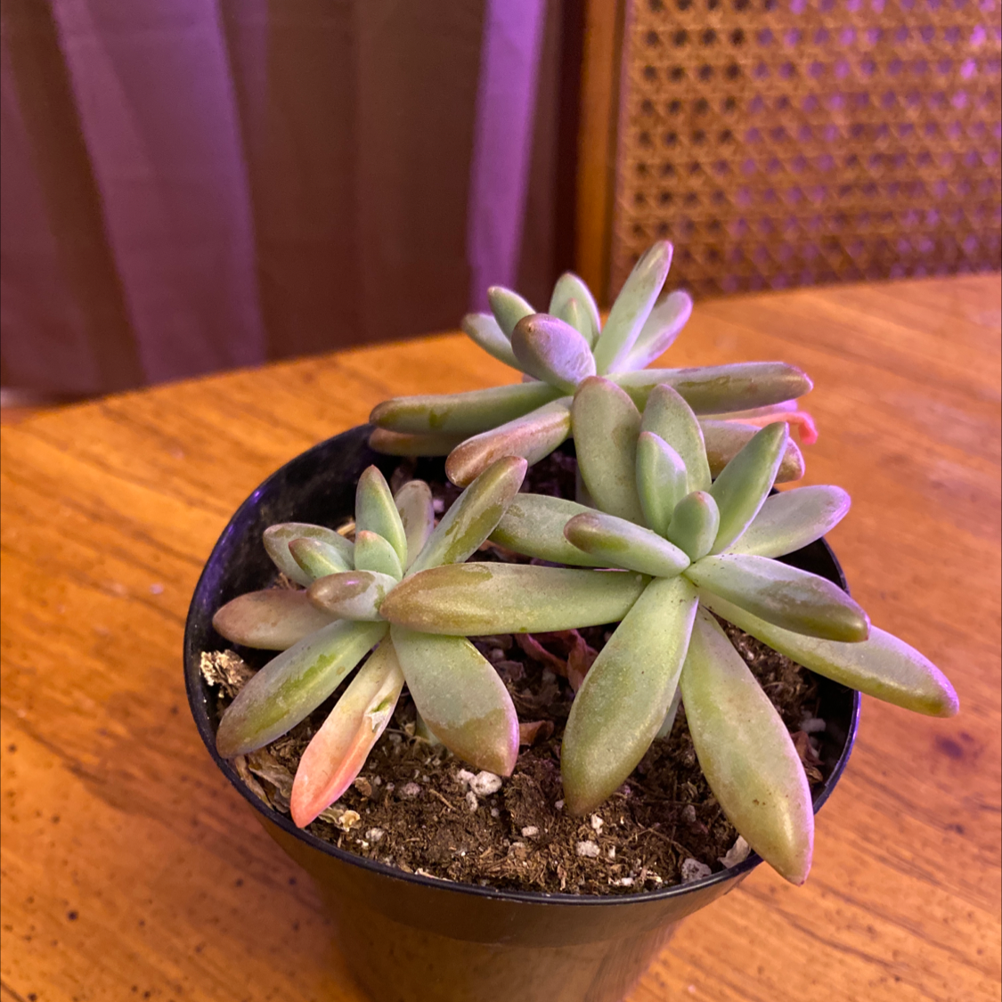 Best Soil Potting Mix for Graptoveria 'Blue Pearl'