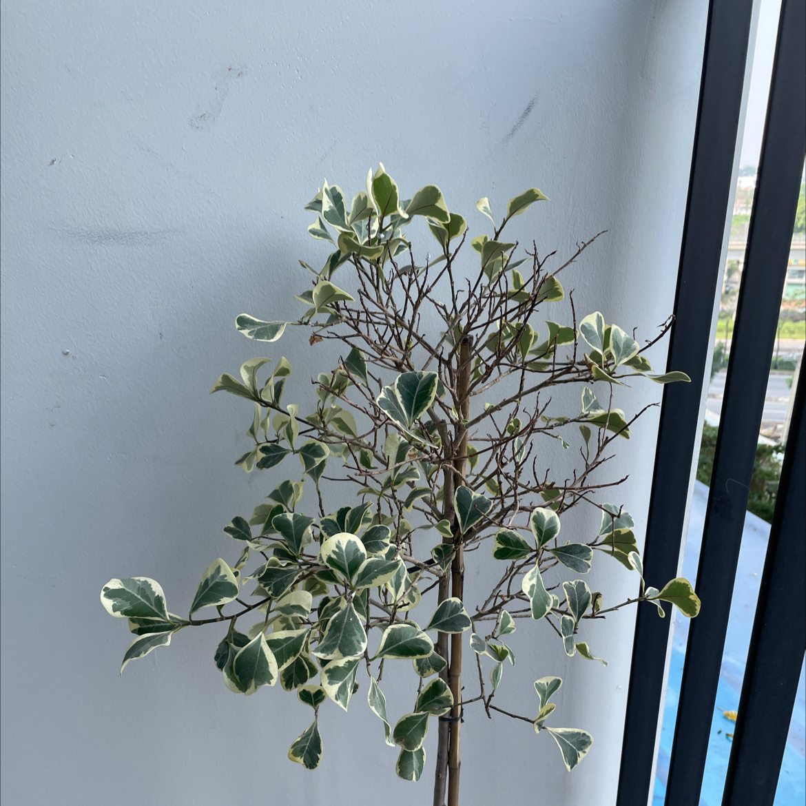 Common Ficus triangularis 'Variegata' Problems