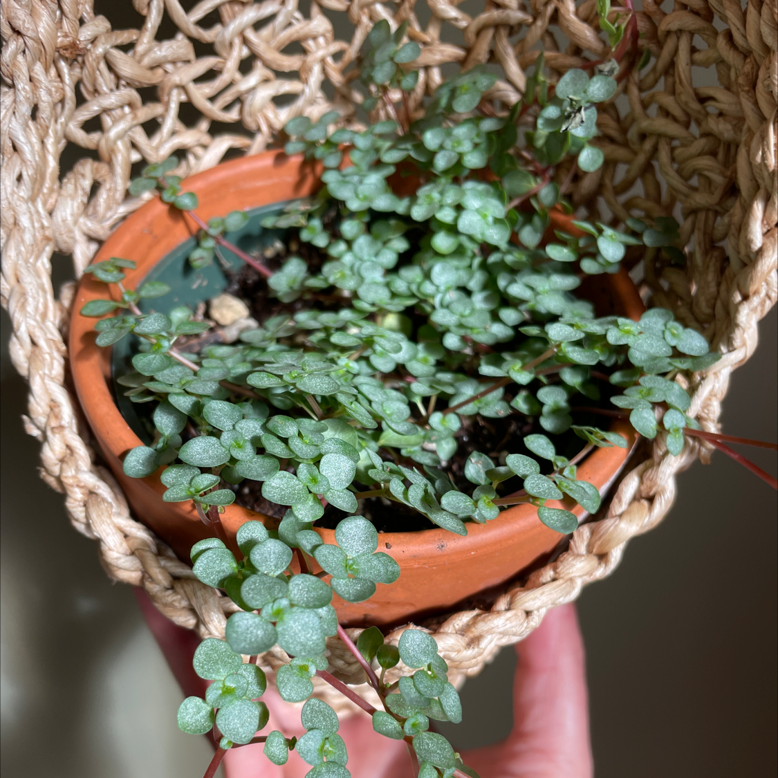 Common Pilea 'Aquamarine' Problems